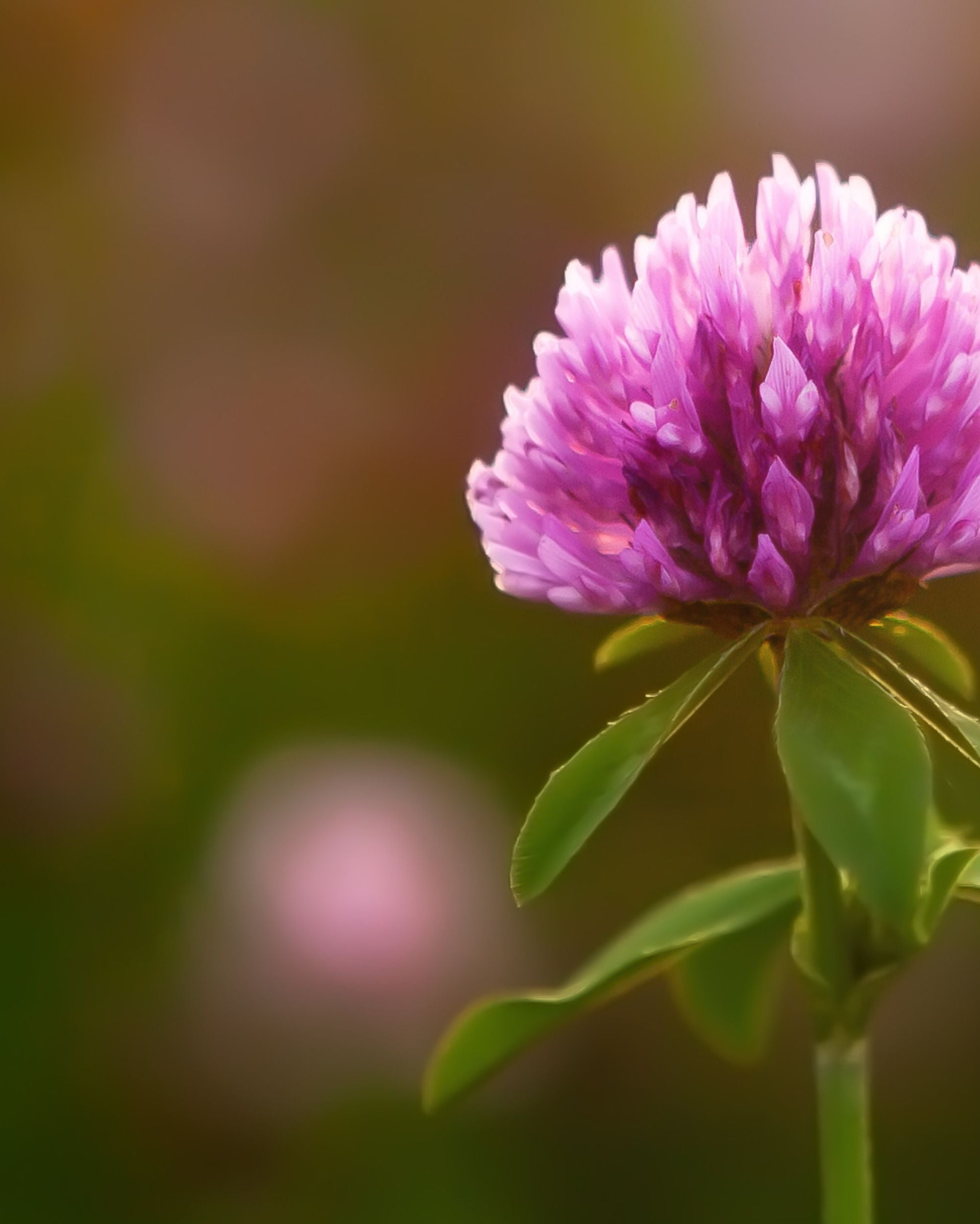 Rep-Hair Follicle Strengthening System | OCS Salon Professional